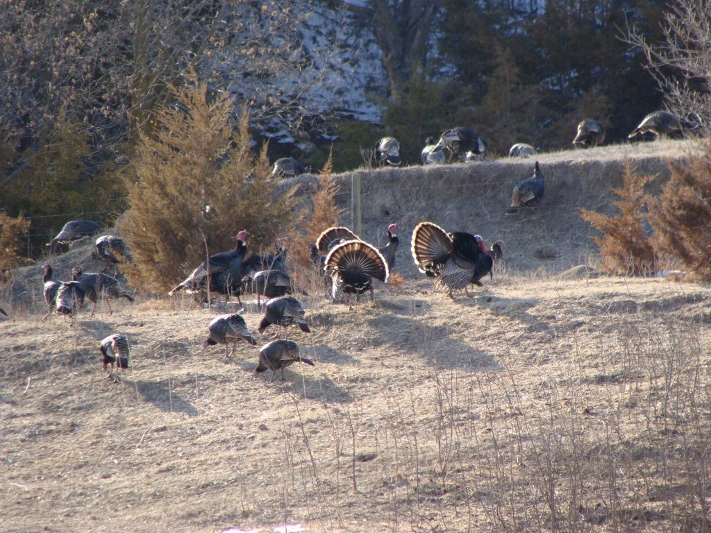 Heritage Outfitters NE | Guided Deer and Turkey hunts in beautiful ...